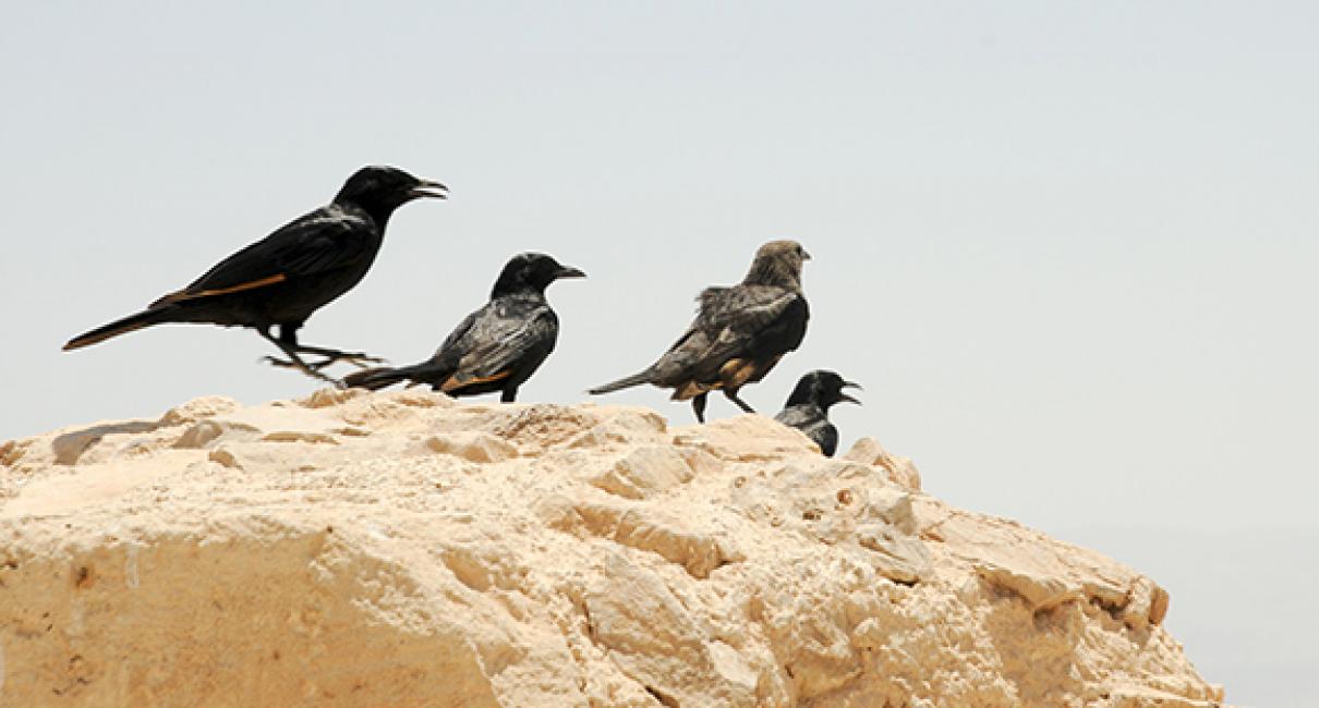 Contact Us | DSRI - Life in Extreme Conditions Summit | Tel Aviv University